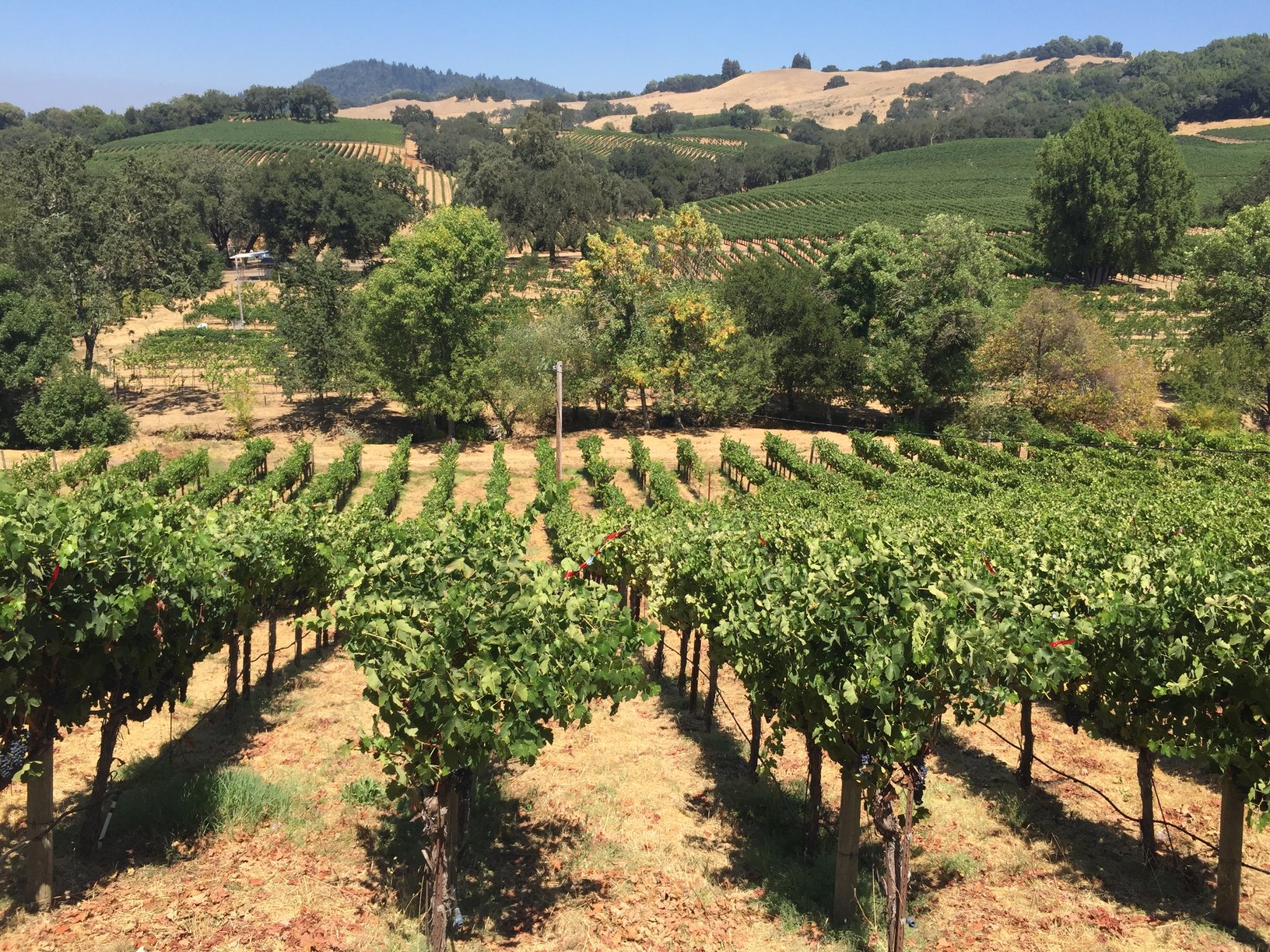 Kavaliro Opens Santa Rosa Office